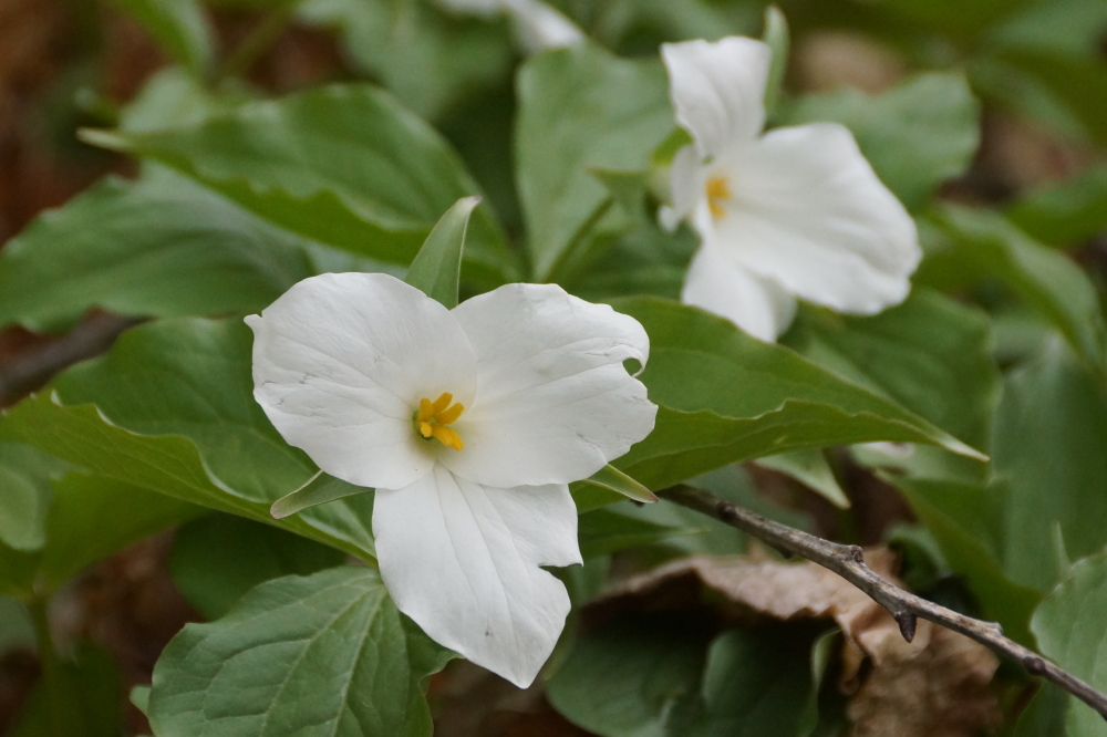 Peak Trillium